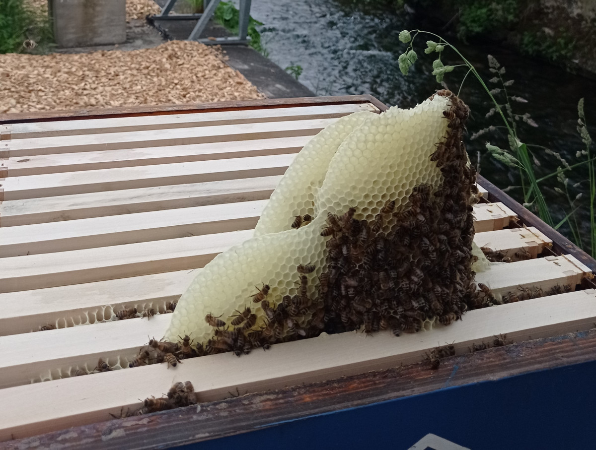 Frühlingserwachen bei unseren Bienen | BAUNER